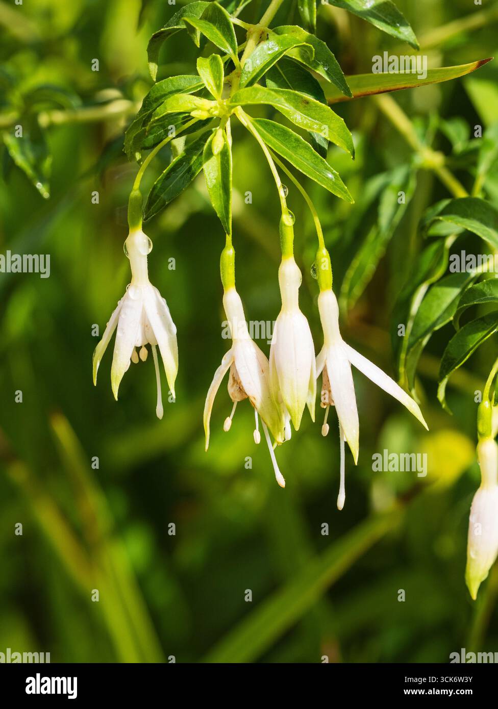 Green tipped white flowers of the hardy shrub, Fuchsia magellanica ...
