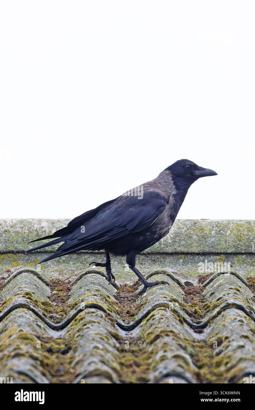 Hooded Crow (Corvus cornix) Carrion Crow (Corvus corone) hybrid Norfolk ...