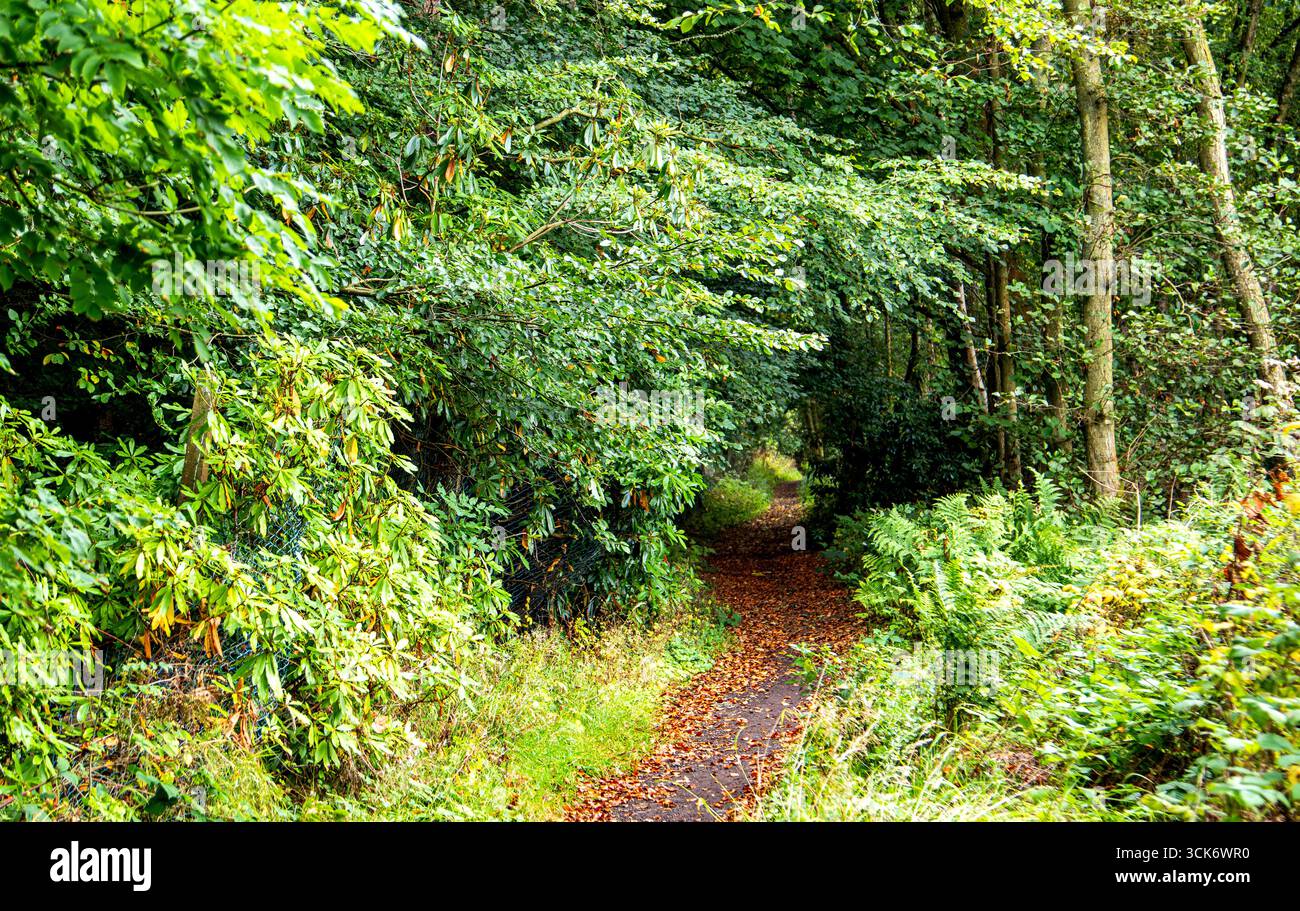 Dundee's damp and windy fall weather creates a unique Scottish woodland ...