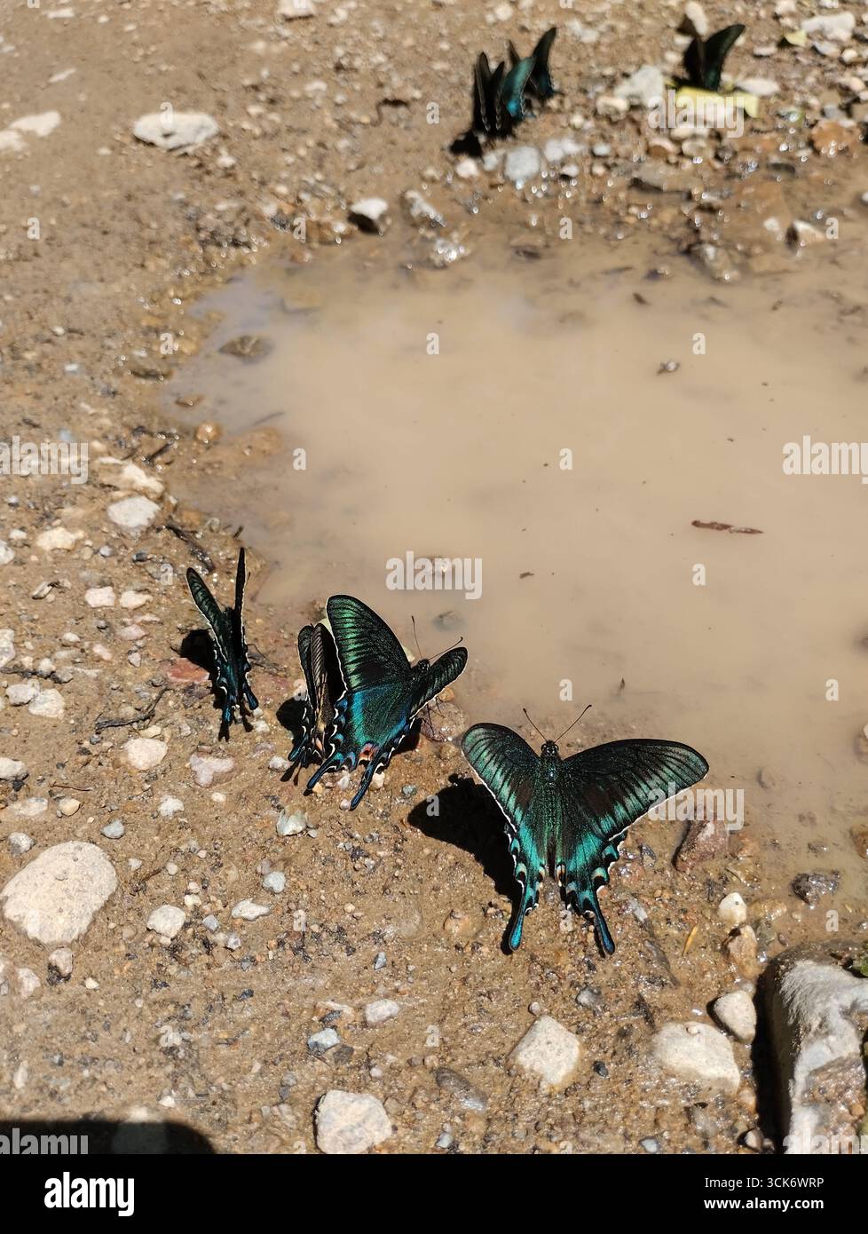 Beautiful black butterfly Papilio maackii Menetries drinks water from a ...