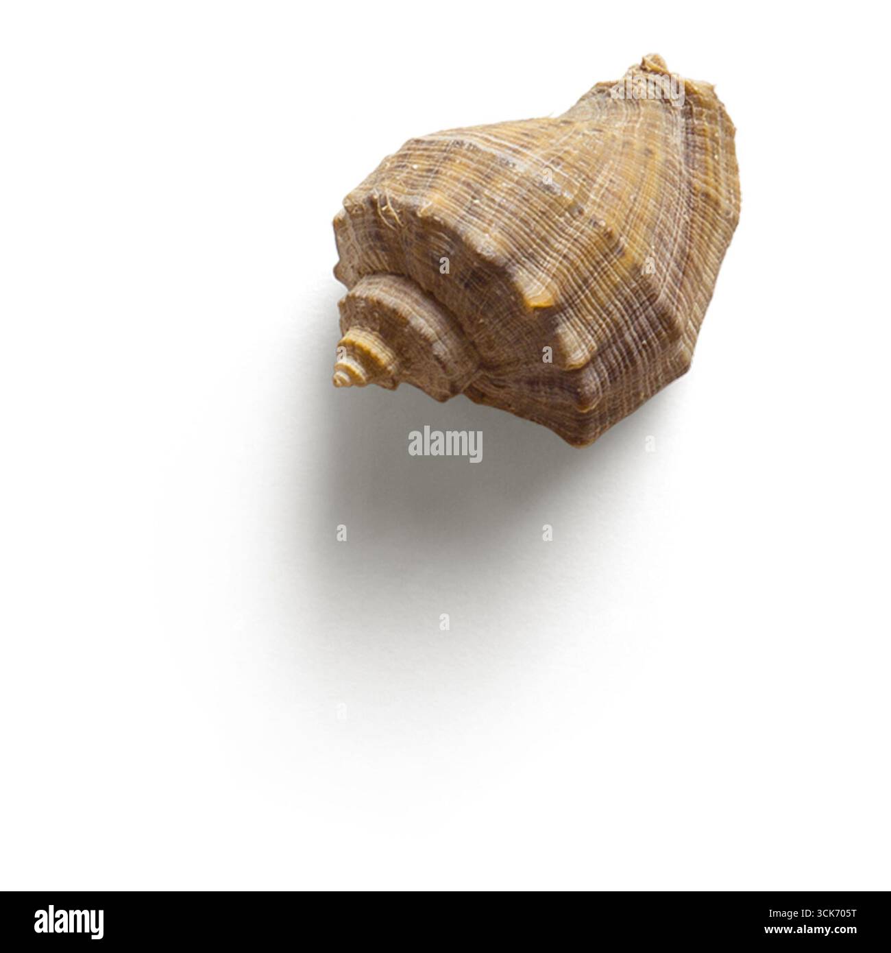 Detailed spiral shape Cut Out Stock Images & Pictures - Alamy