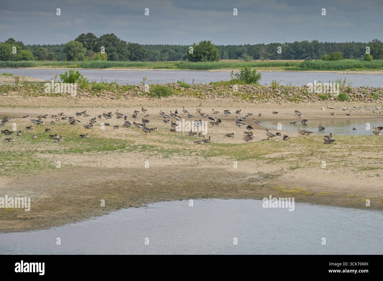 Ufer der Elbe bei Werben, Vögel, Biotop, Elbniederung, Sachsen-Anhalt ...