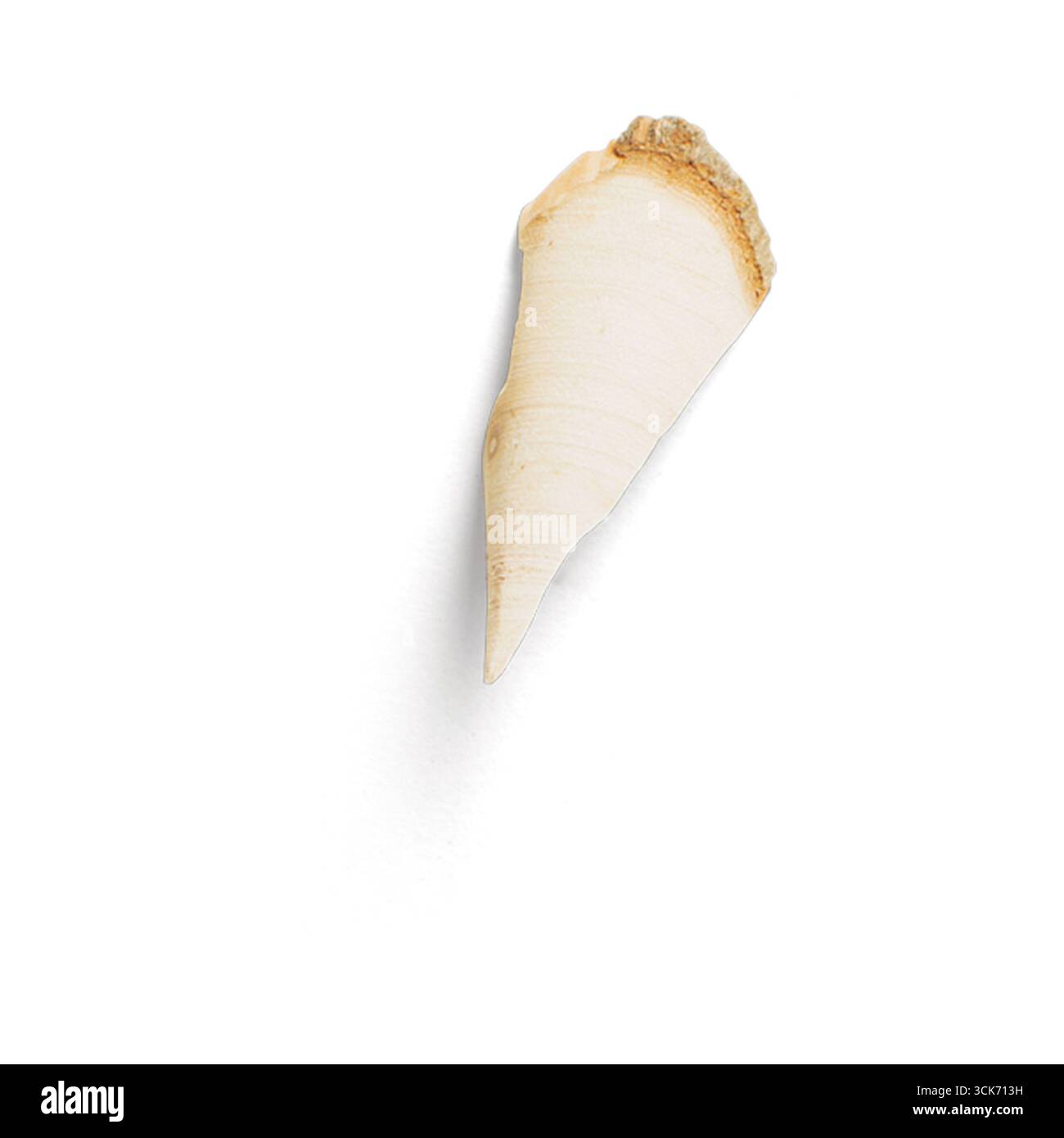 An elongated, pointed object resembling a tooth or shell, showcasing a ...