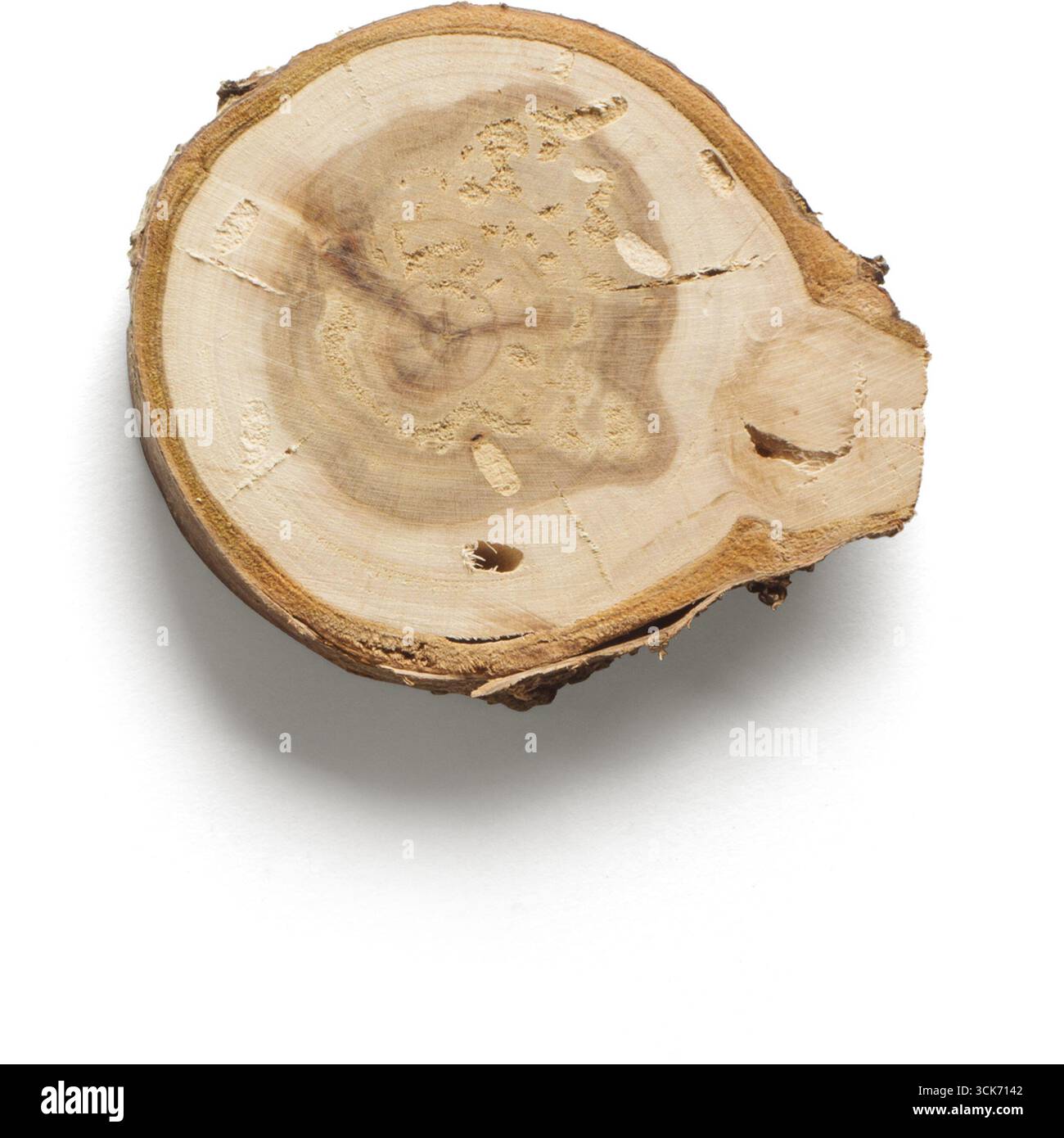 Tree trunk patterns Cut Out Stock Images & Pictures - Alamy