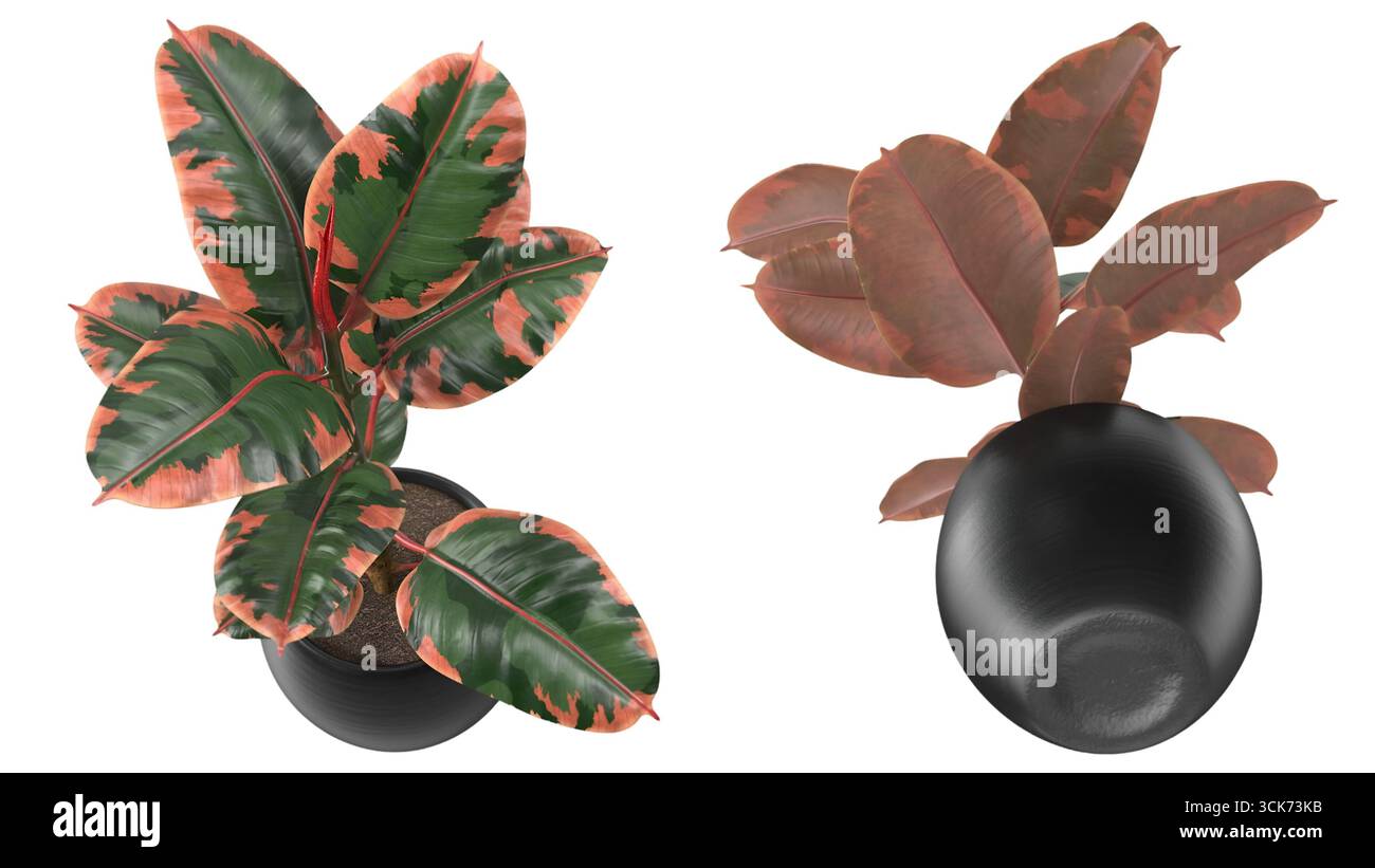 Two vibrant potted plants Cut Out Stock Images & Pictures - Alamy