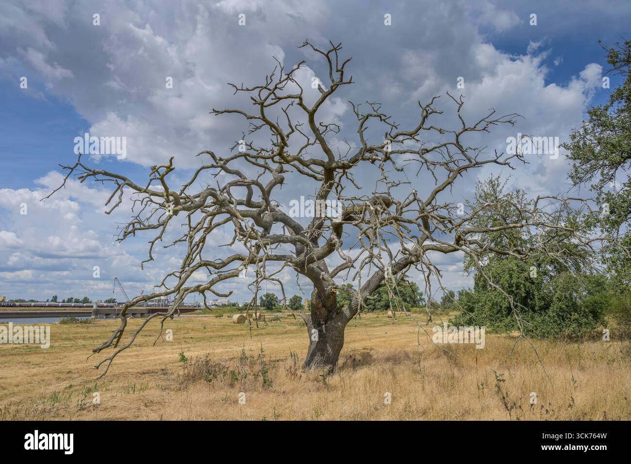 Vertrockneter Baum, Elbniederung nördlich von Magdeburg, Sachsen-Anhalt ...