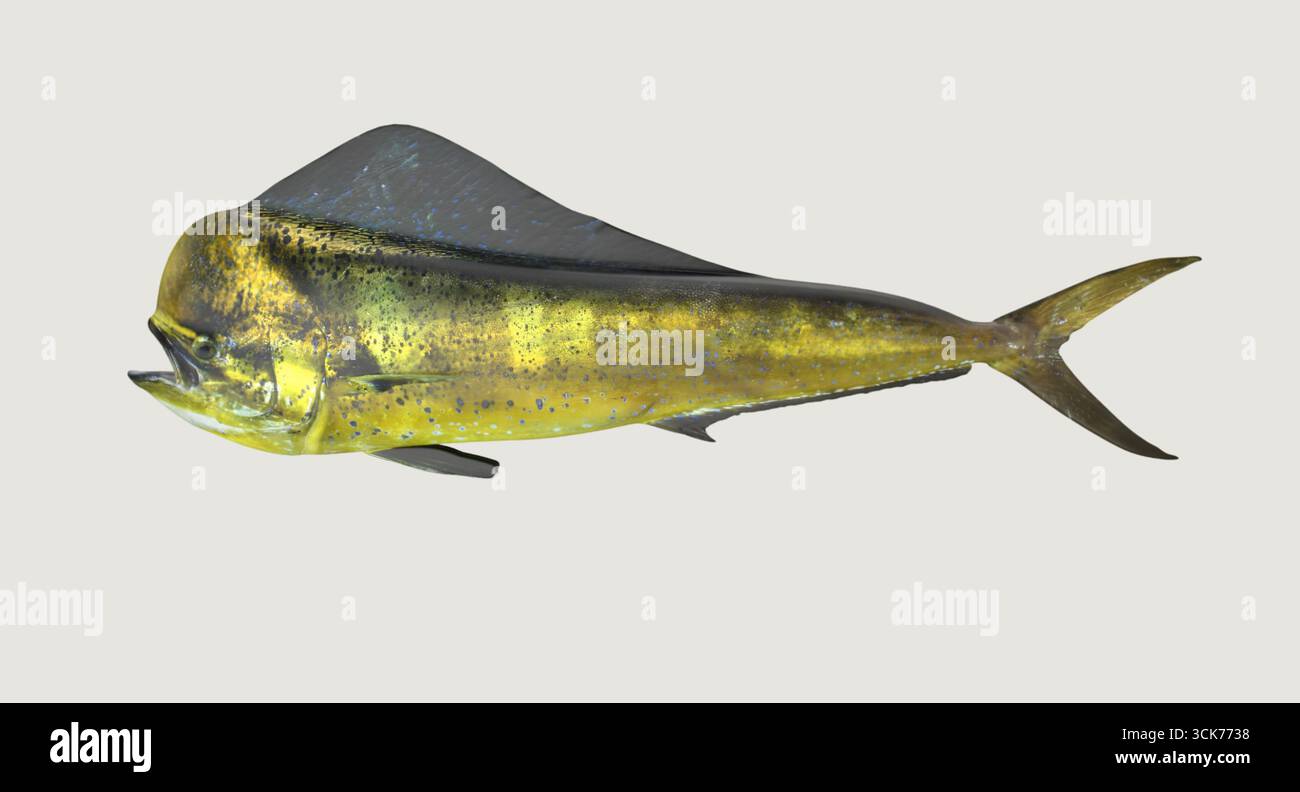 A vibrant illustration of a mahi-mahi fish, showcasing its colorful ...