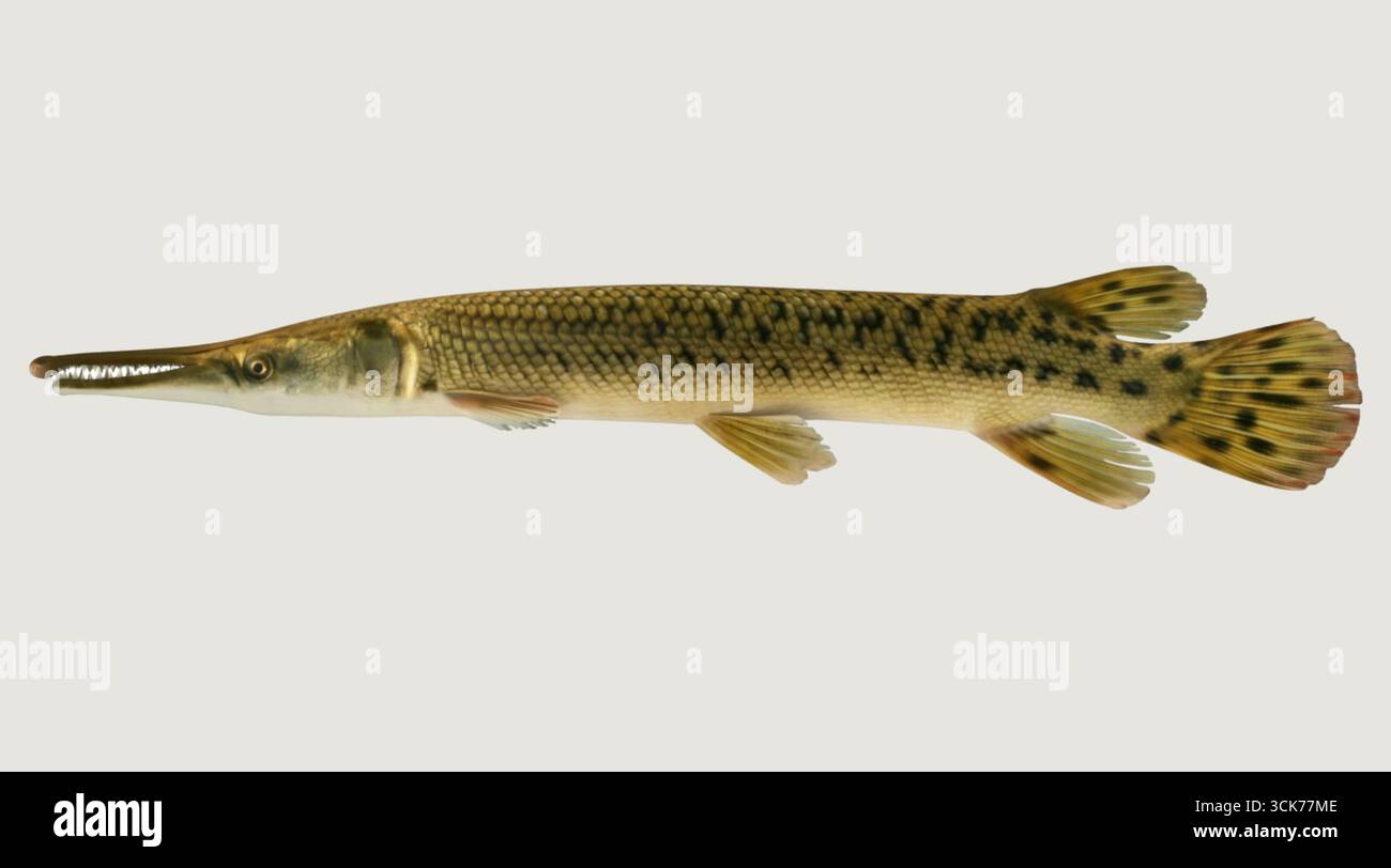 Slender fish features hi-res stock photography and images - Alamy