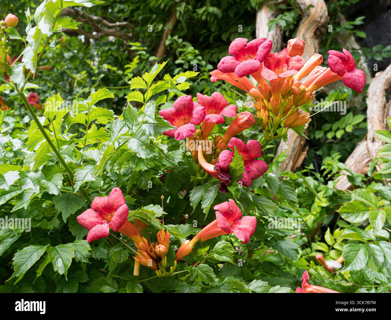 TRUMPET VINE CREEPER cluster of orange, trumpet-shaped flowers ...