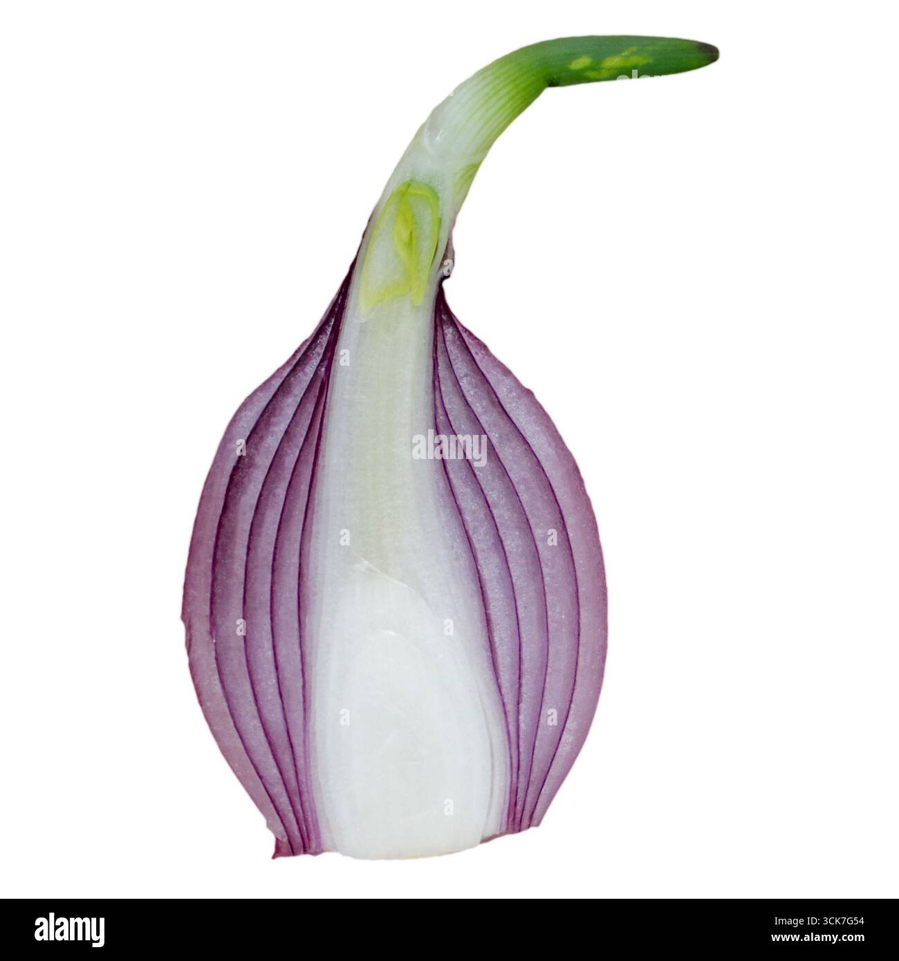 Flavor layers Cut Out Stock Images & Pictures - Alamy