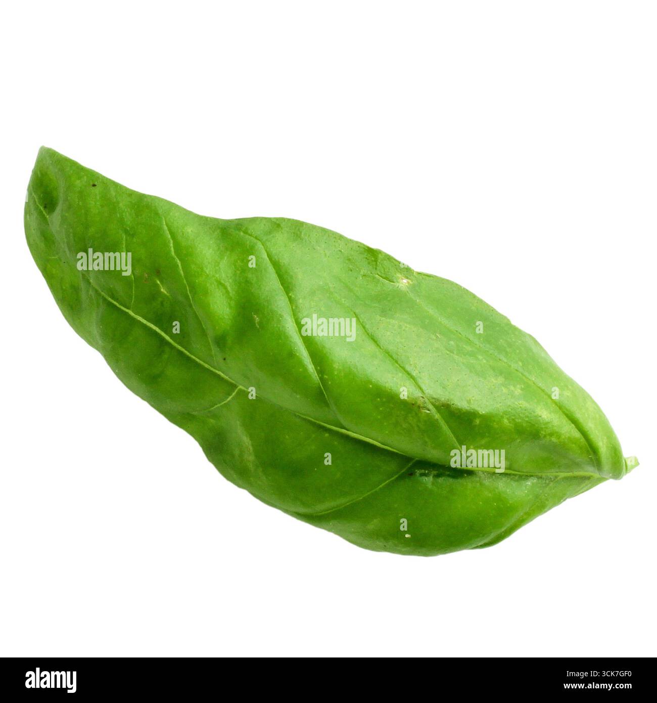 A single green basil leaf, commonly used in cooking for flavor and ...
