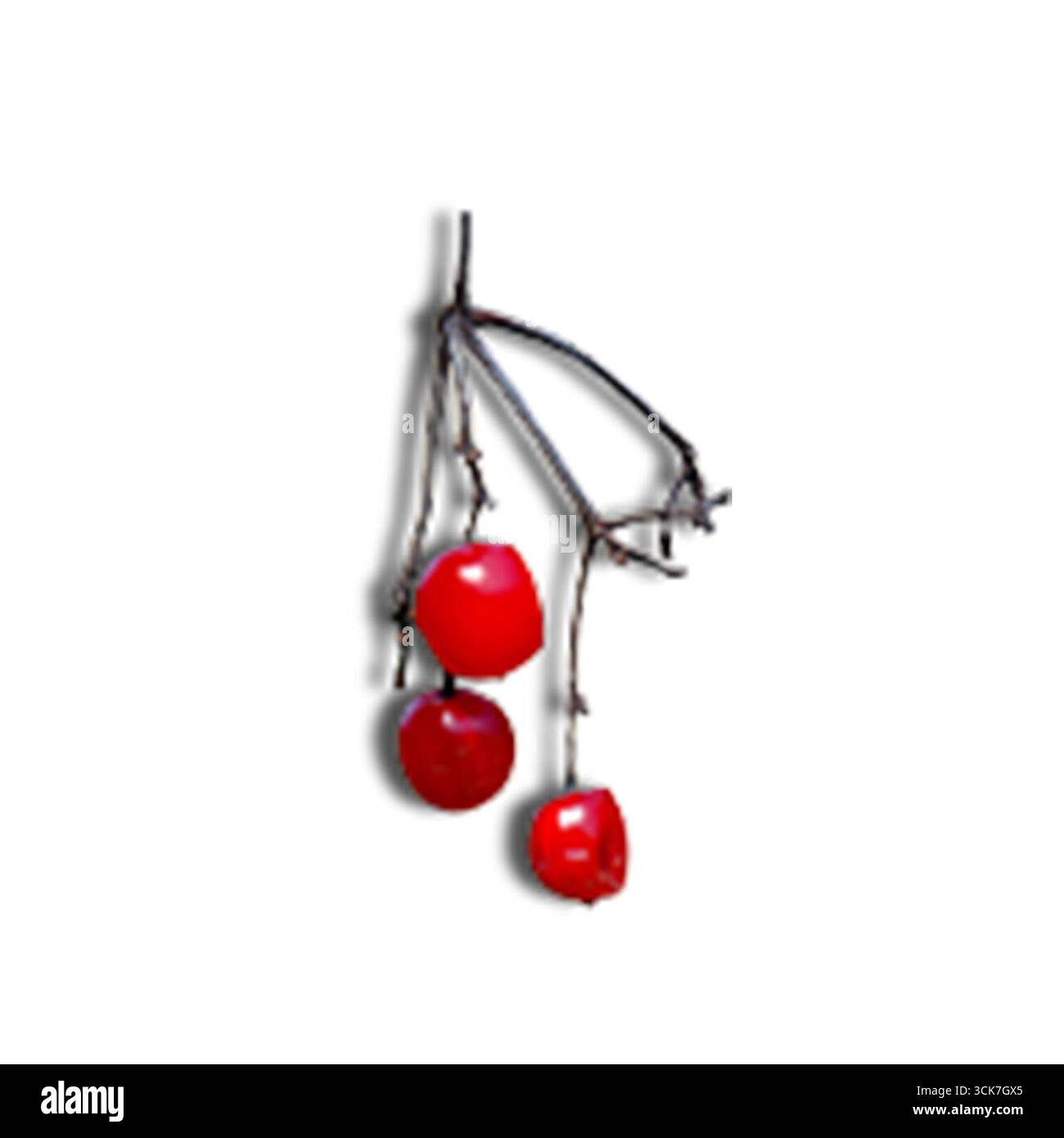 A cluster of three red berries hanging from thin branches against a ...