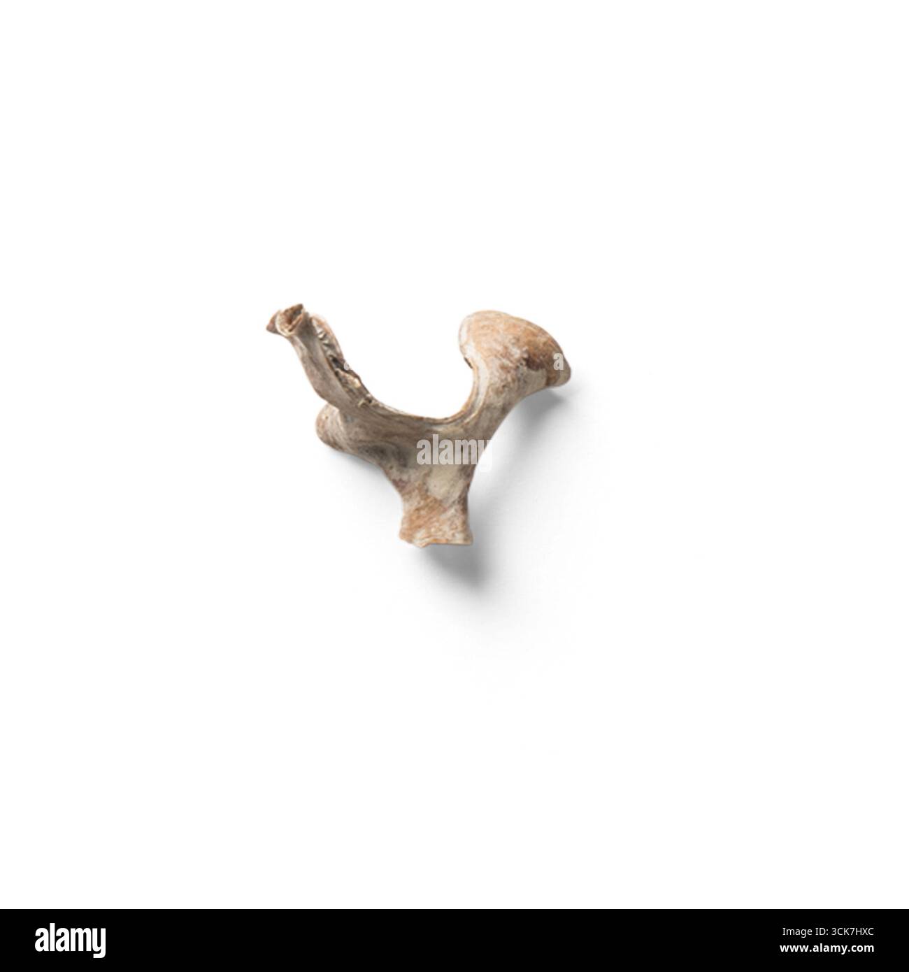 Interesting form and structure Cut Out Stock Images & Pictures - Alamy