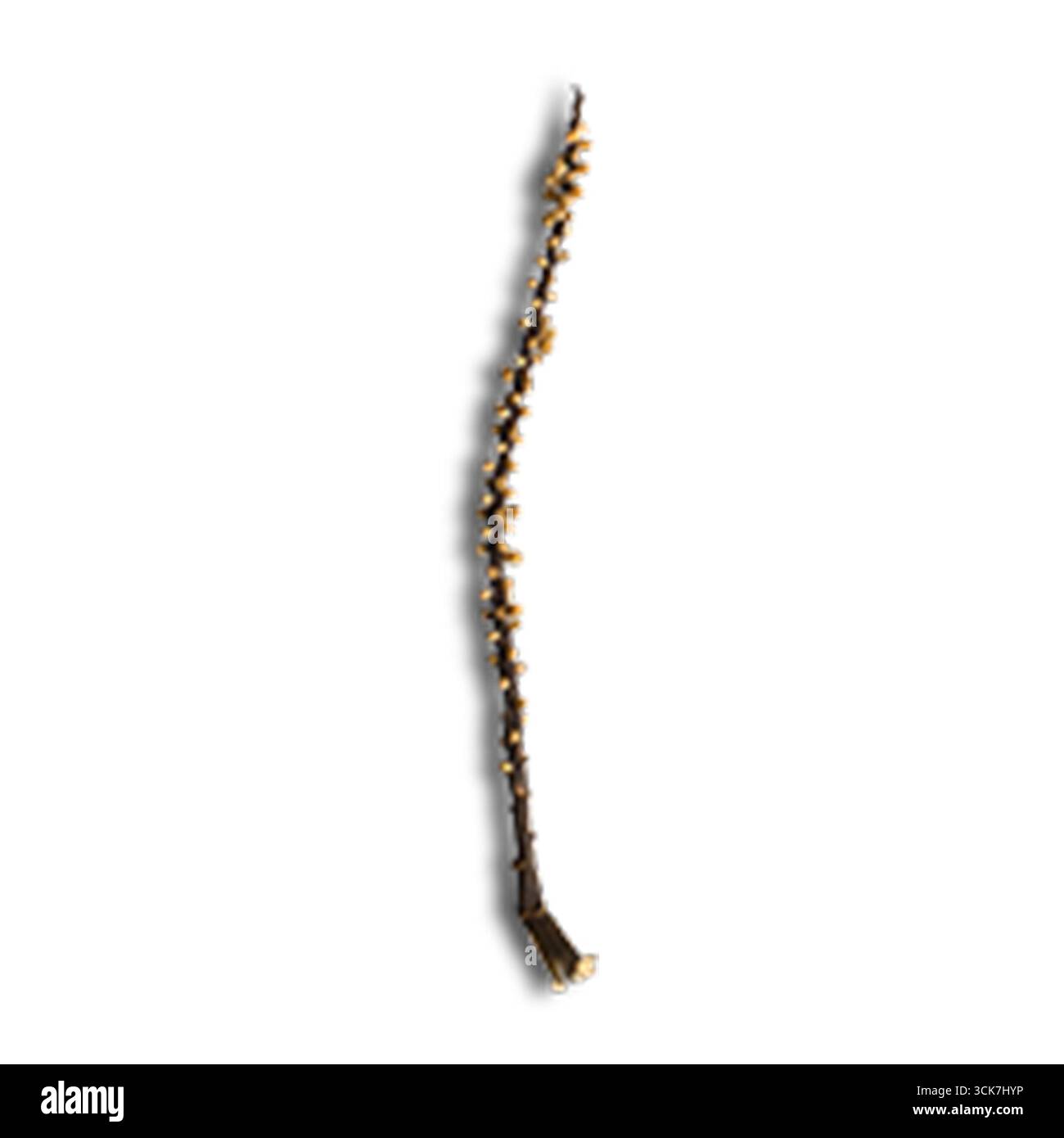 Elongated form resembling hi-res stock photography and images - Alamy