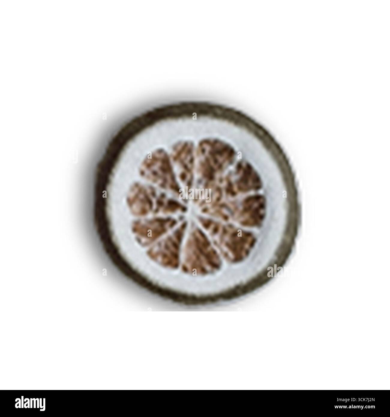 Showcasing intricate detail Cut Out Stock Images & Pictures - Alamy