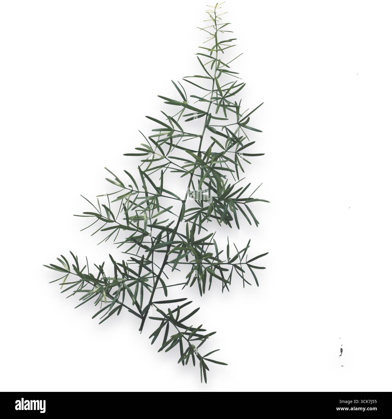 Showcasing slender leaves Cut Out Stock Images & Pictures - Alamy