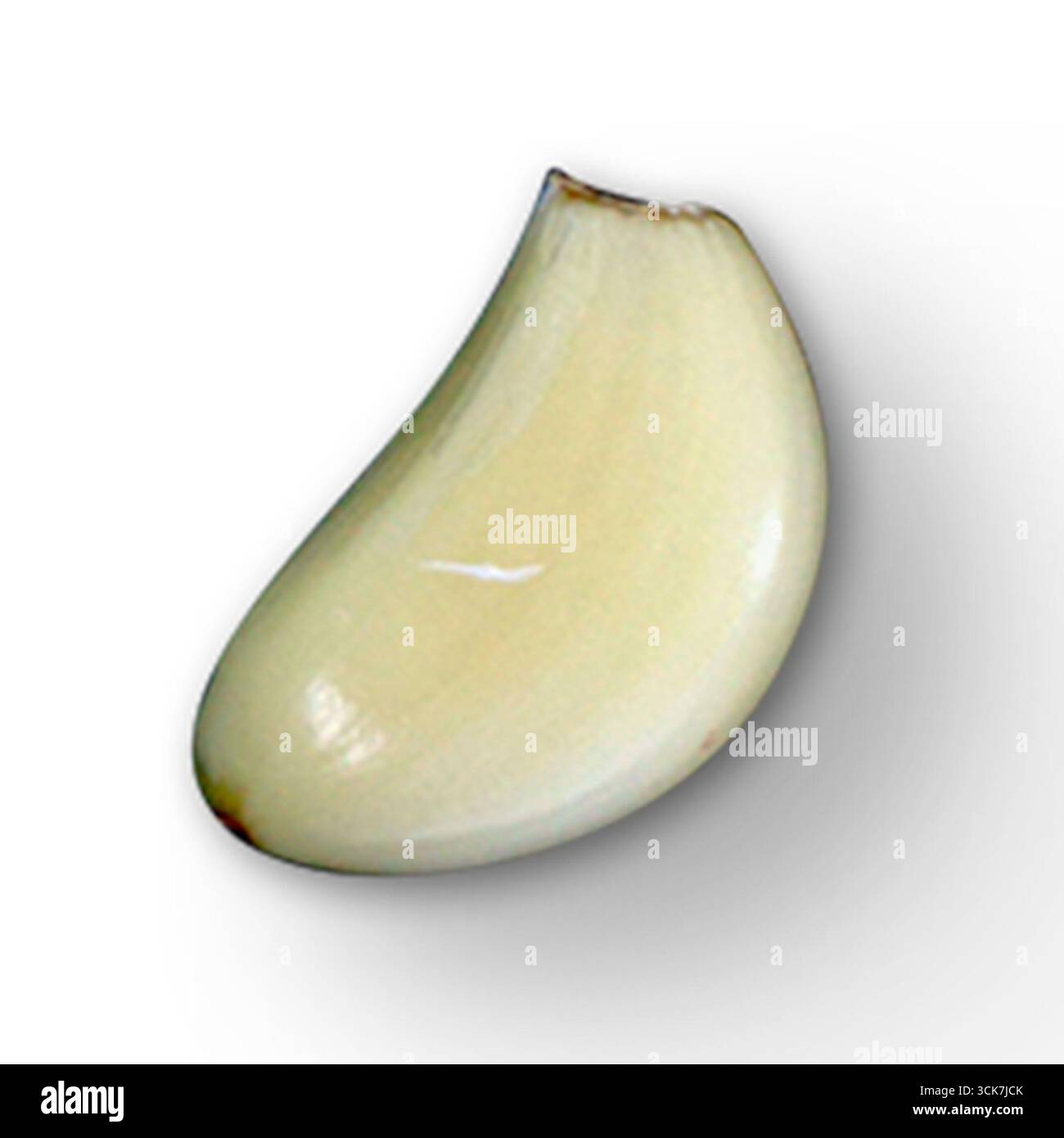 A single, smooth, white garlic clove with a curved shape, often used in ...