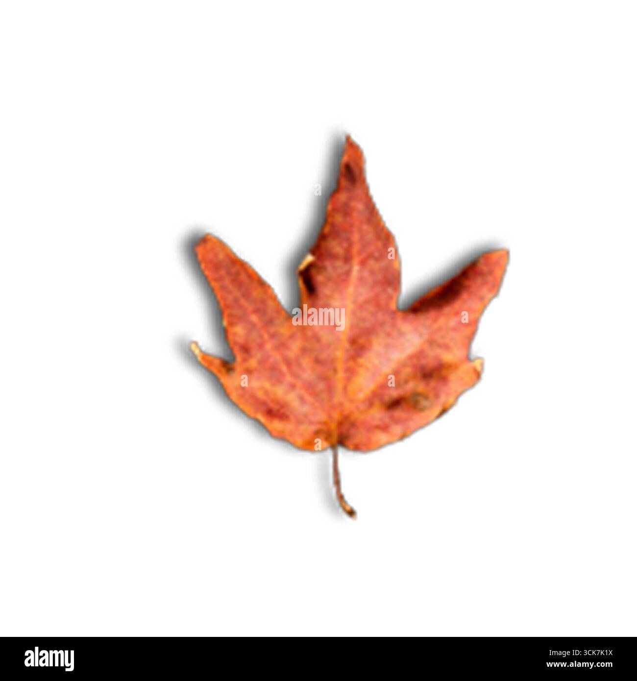 Showcasing intricate leaf textures hi-res stock photography and images ...