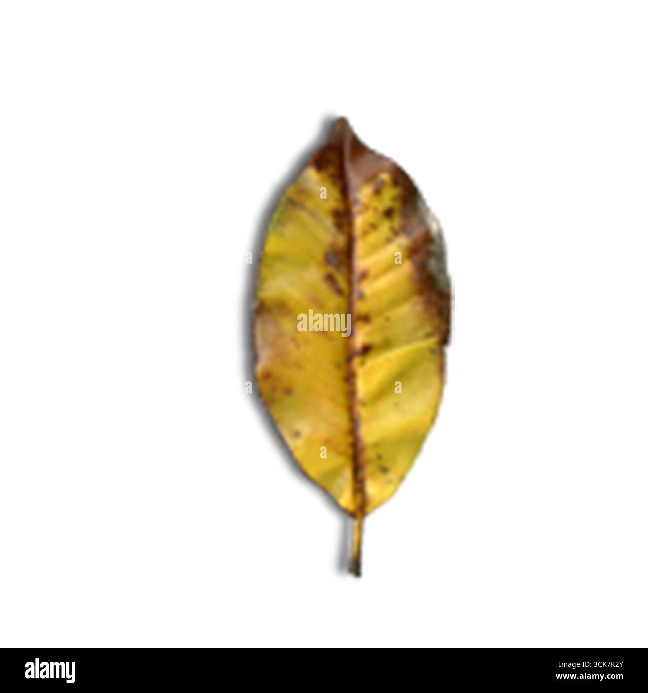 A single yellow leaf showcasing autumn colors and textures Stock Photo ...