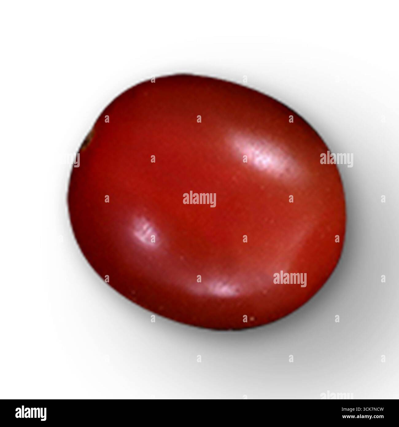 A shiny red bean with a smooth surface, showcasing its vibrant color ...