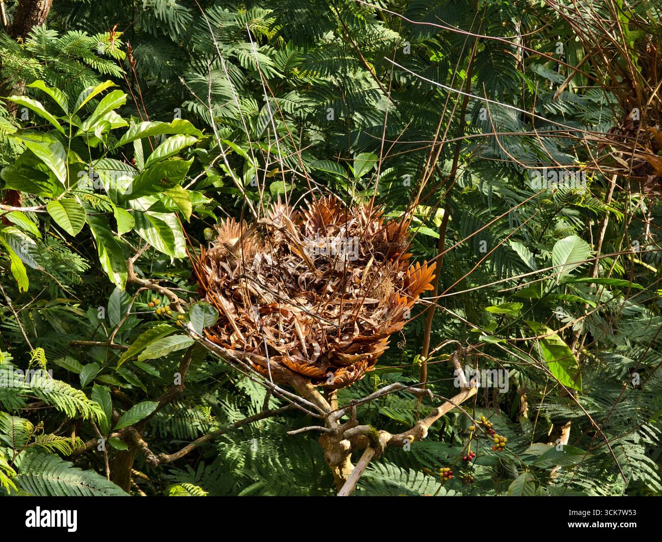 A large bird’s nest fern with dried fronds in the forest canopy Stock ...