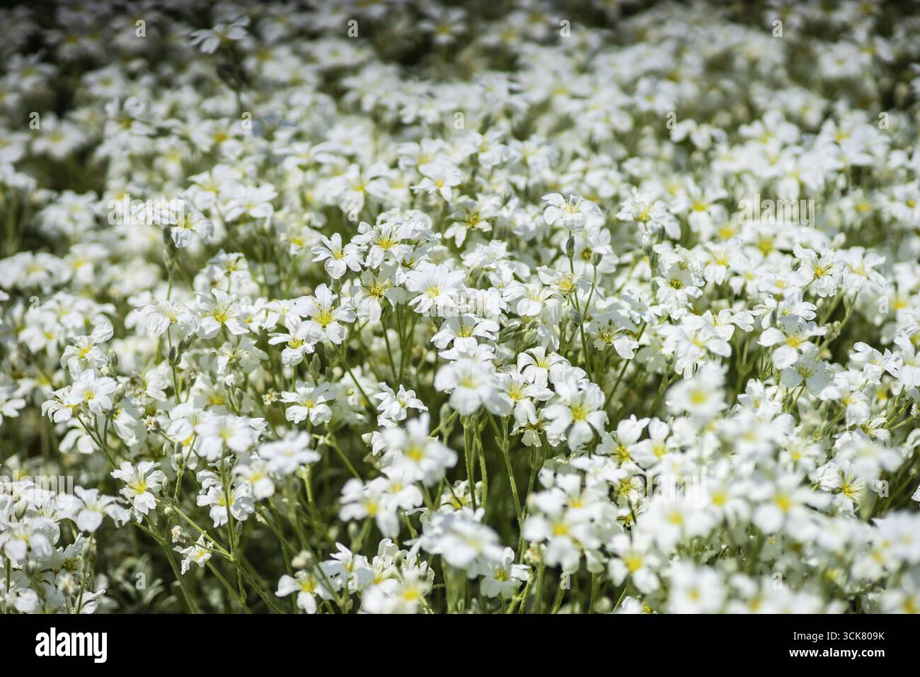 Daisy in meadow rich hi-res stock photography and images - Alamy