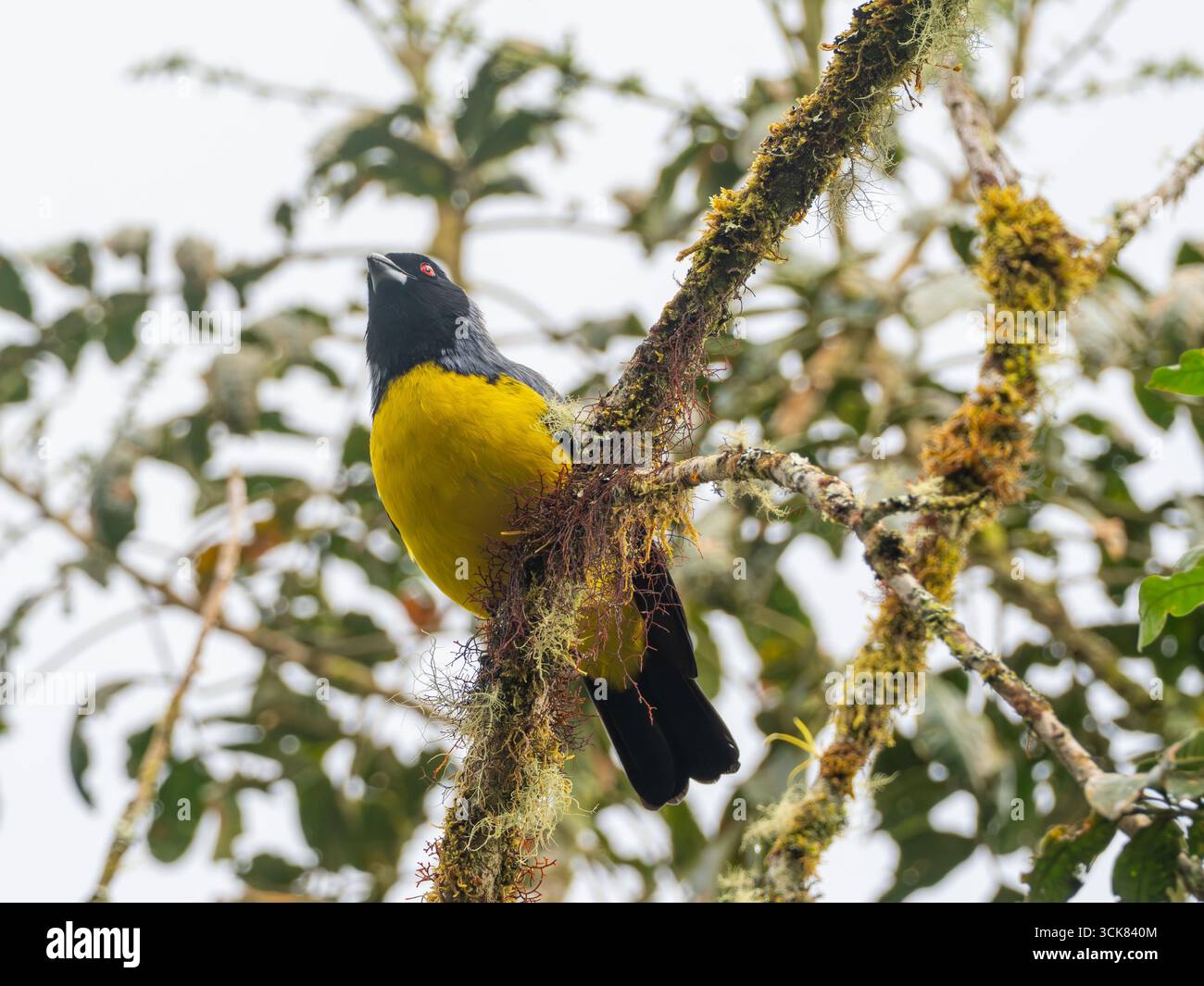 Hooded Mountain Tanager, Buthraupis montana, in the cloud forest at ...