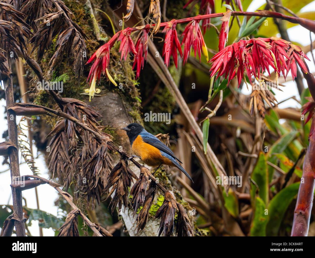 Blue-backed conebill, Conirostrum sitticolor, in the cloud forest at ...