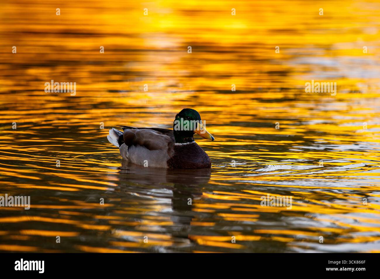 A majestic male mallard duck, with his striking iridescent green head ...