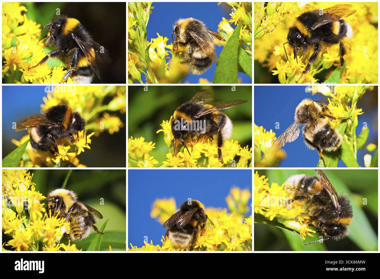 Working on air Cut Out Stock Images & Pictures - Alamy