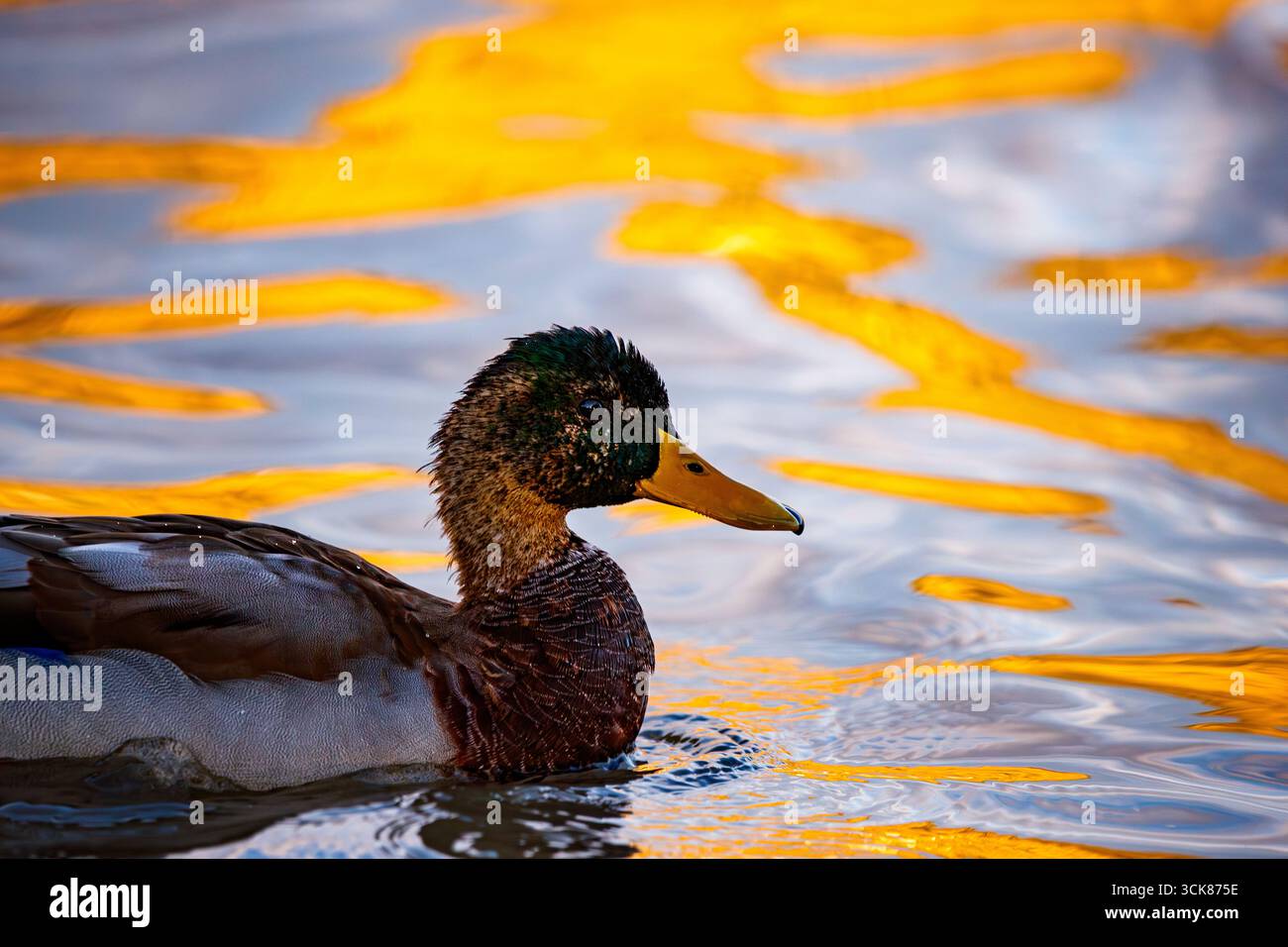 A captivating close-up of a male mallard duck with a single drop of ...