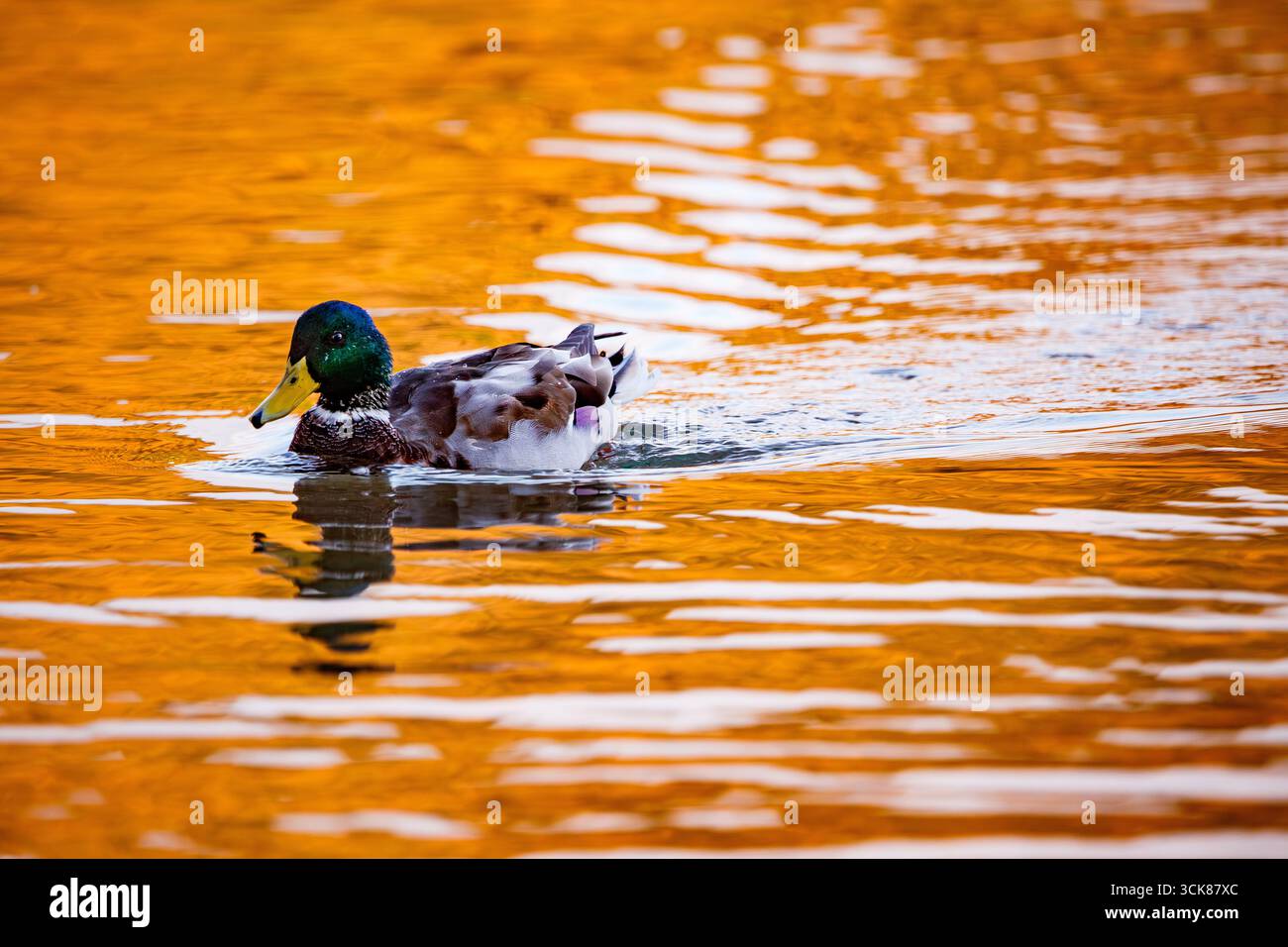 A male mallard duck is captured in a dynamic moment as it glides across ...