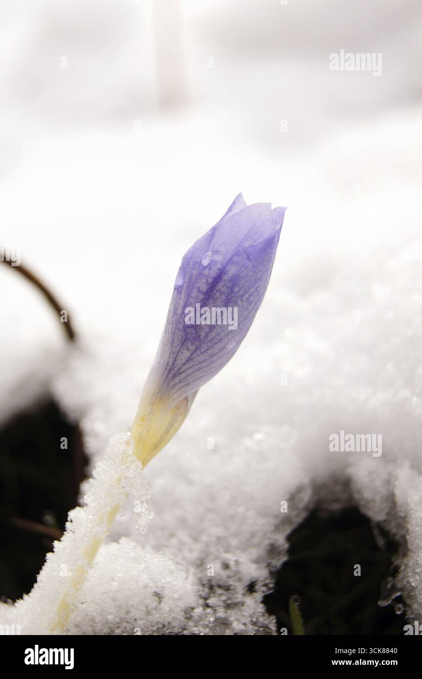 Blue crocus hi-res stock photography and images - Alamy