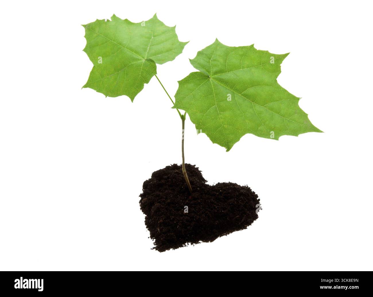 Small young tree isolated on white background Stock Photo - Alamy
