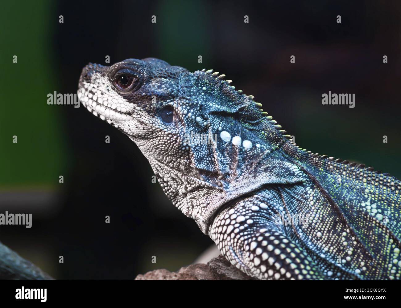 Reptile wildlife photo hi-res stock photography and images - Alamy