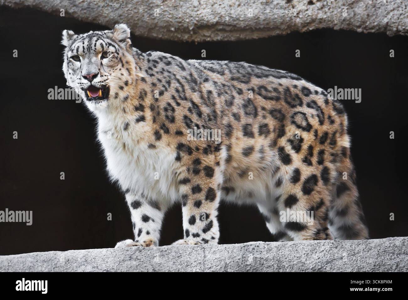 Beautiful close-up photo of rare Snow Leopard Stock Photo - Alamy