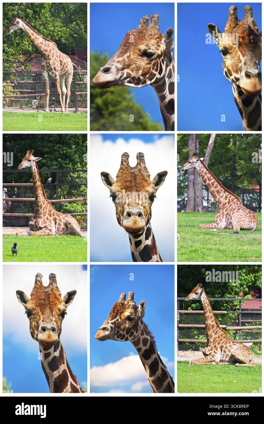 Giraffe part Cut Out Stock Images & Pictures - Alamy