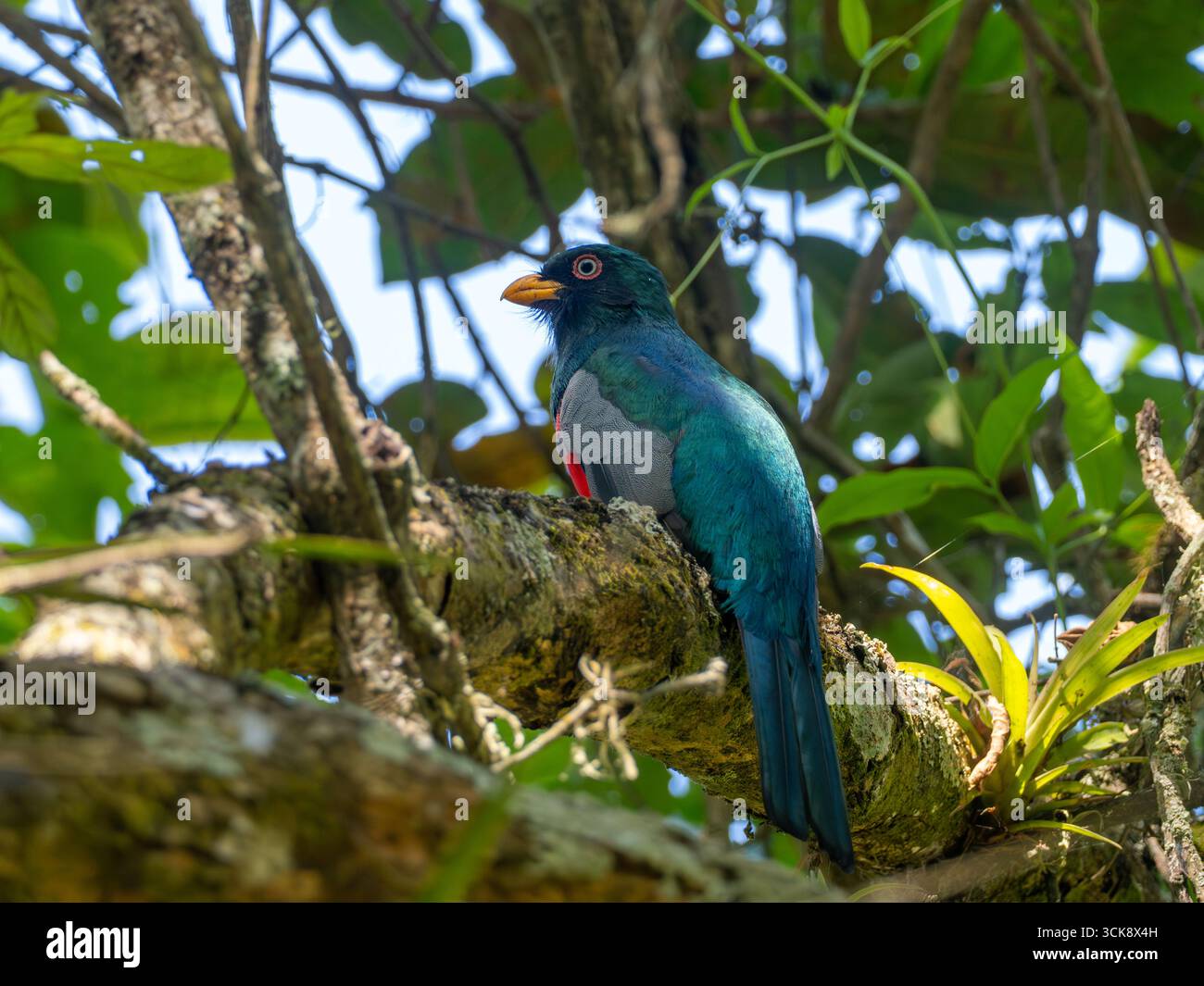Reserva jorupe hi-res stock photography and images - Alamy