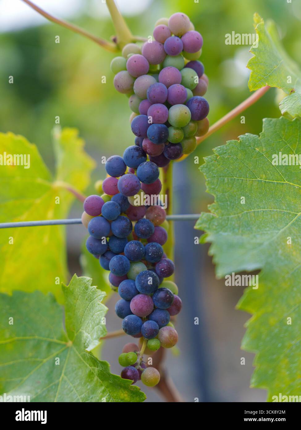 Grape Clusters on Vine in Various Ripening Stages Stock Photo - Alamy