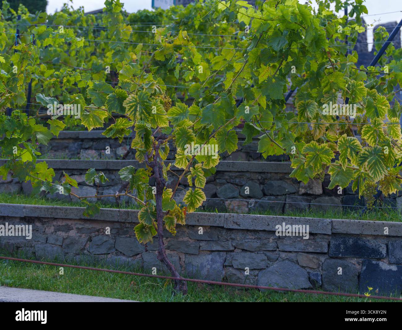 Grape Clusters on Vine in Various Ripening Stages Stock Photo - Alamy