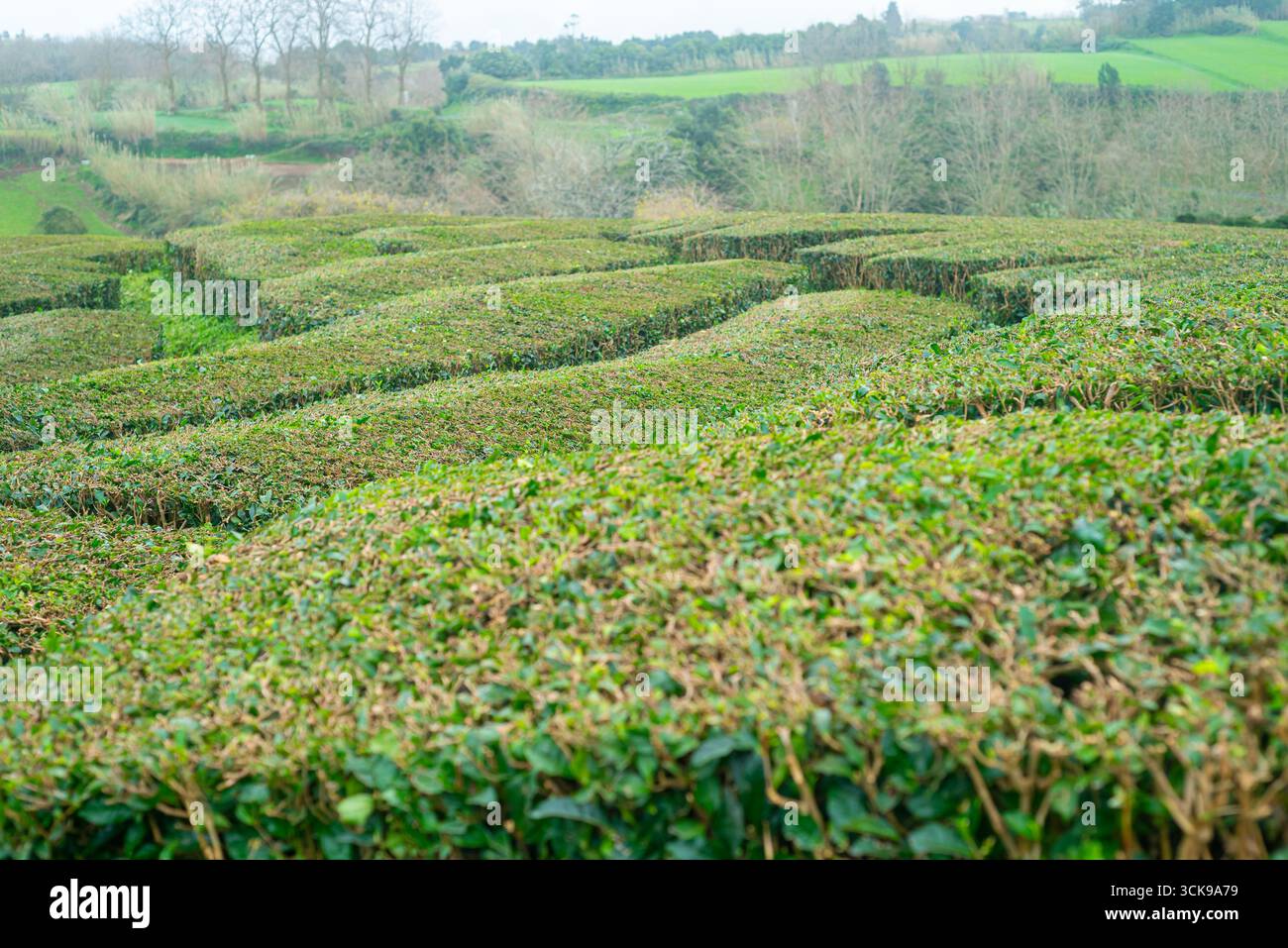 A walk through the oldest and only tea farm in Europe A Unique Cultural ...