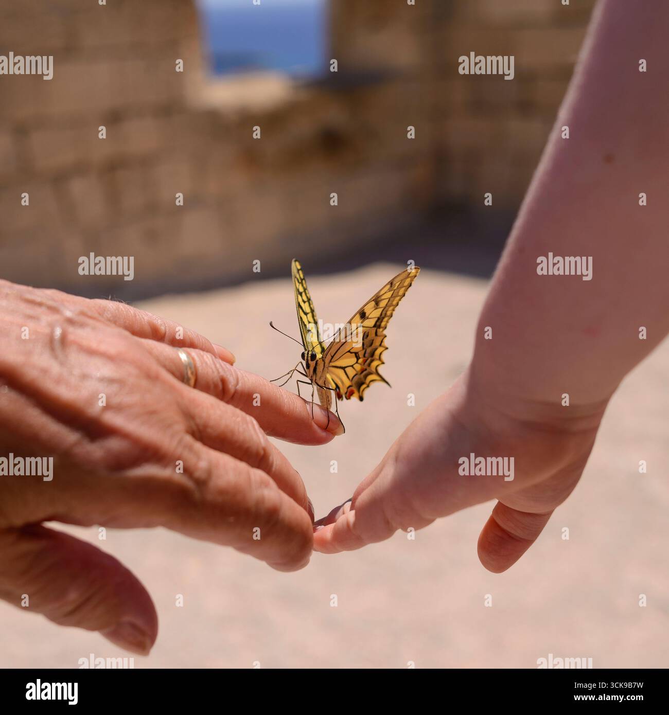Swallowtail butterfly settled in hands and fingers in the grounds o the ...