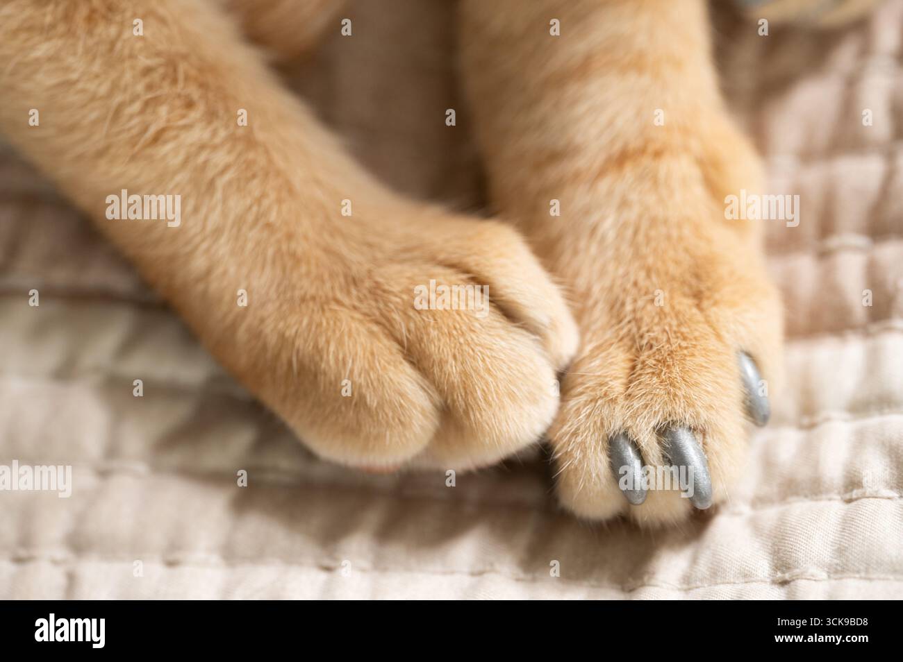Rest companionship hi-res stock photography and images - Alamy