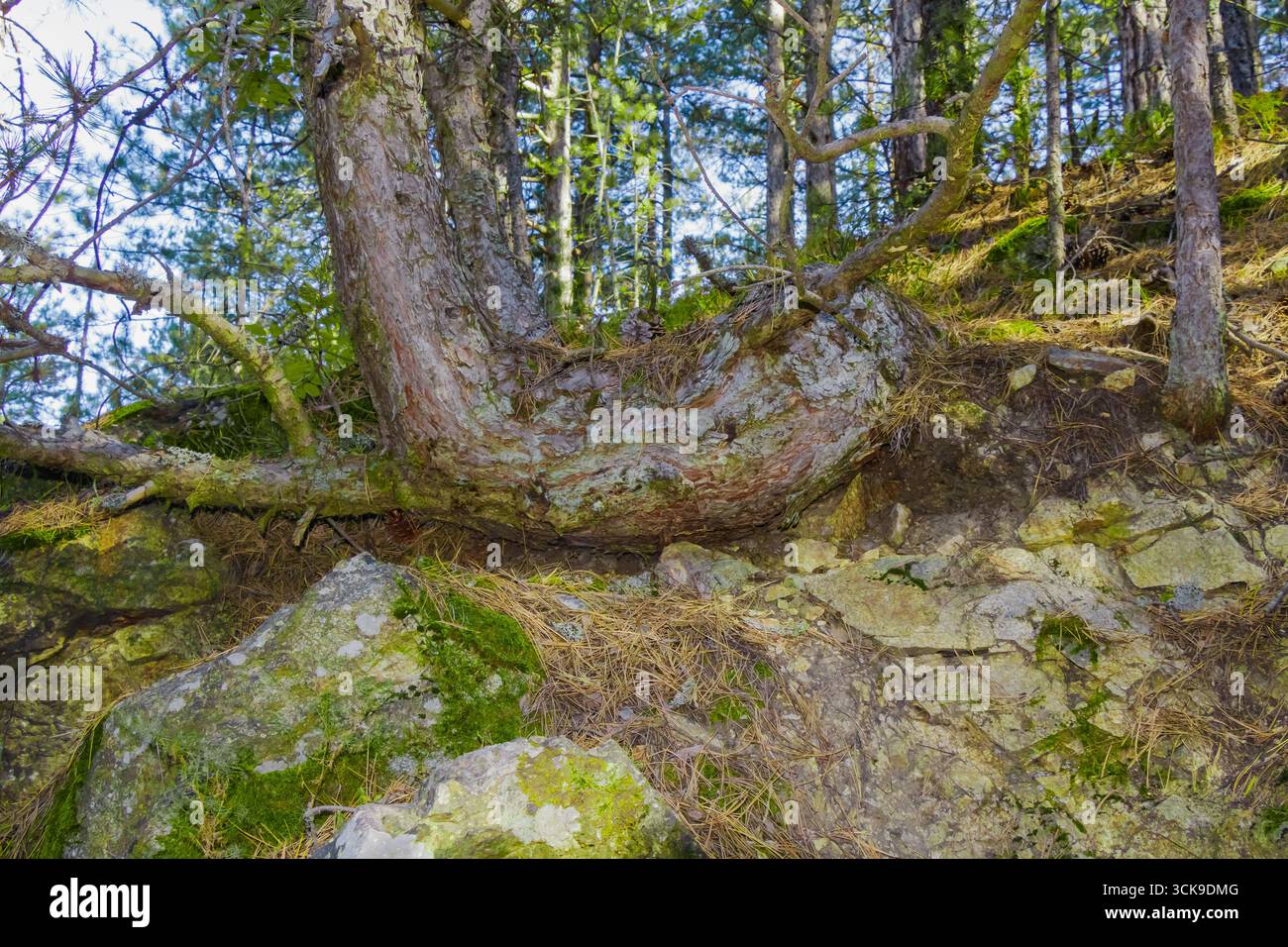 Symbol adaptation hi-res stock photography and images - Alamy