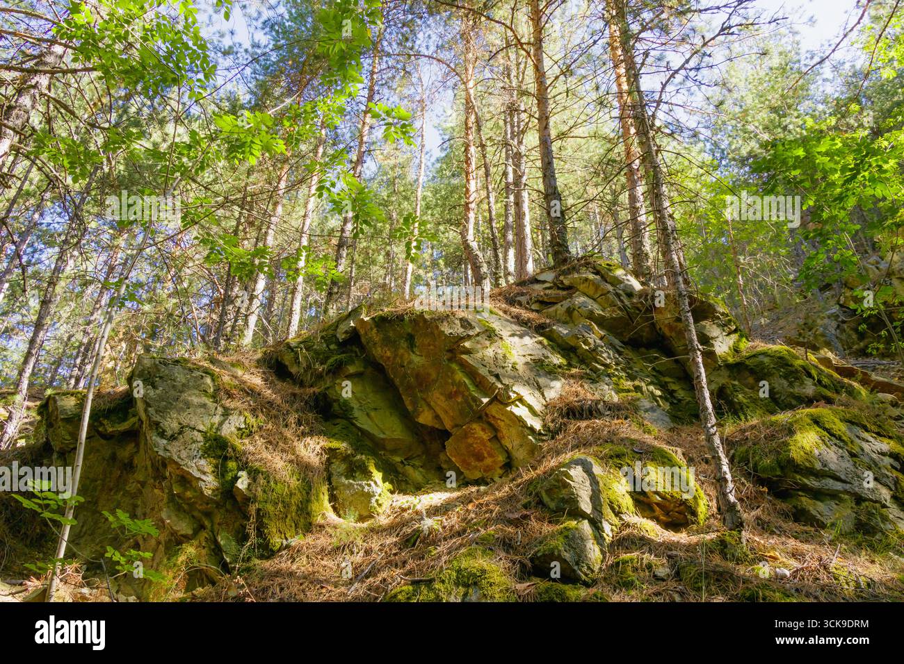 Rocky slope in a pine forest with moss-covered stones and tall trees ...