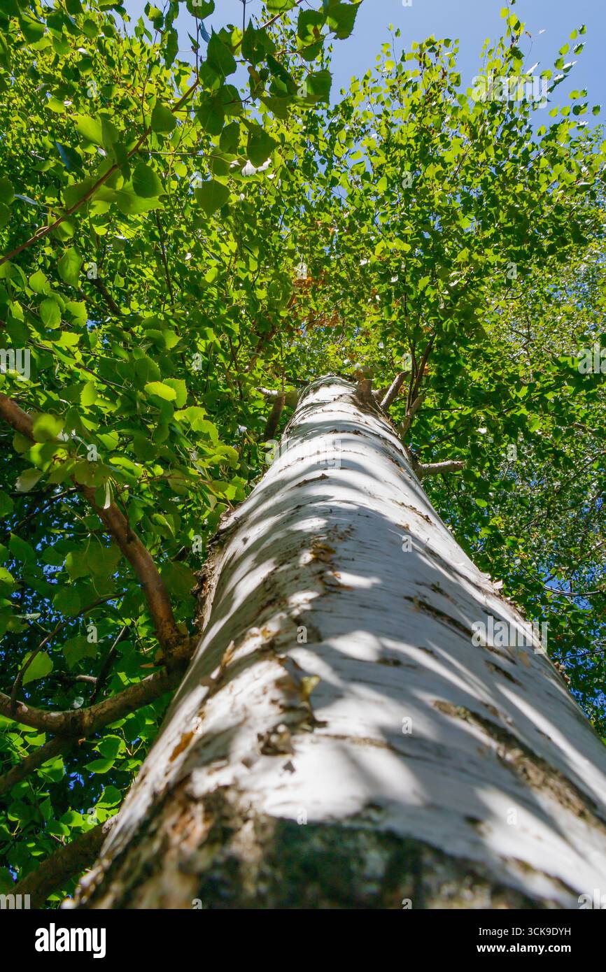 Birch tree from base hi-res stock photography and images - Alamy