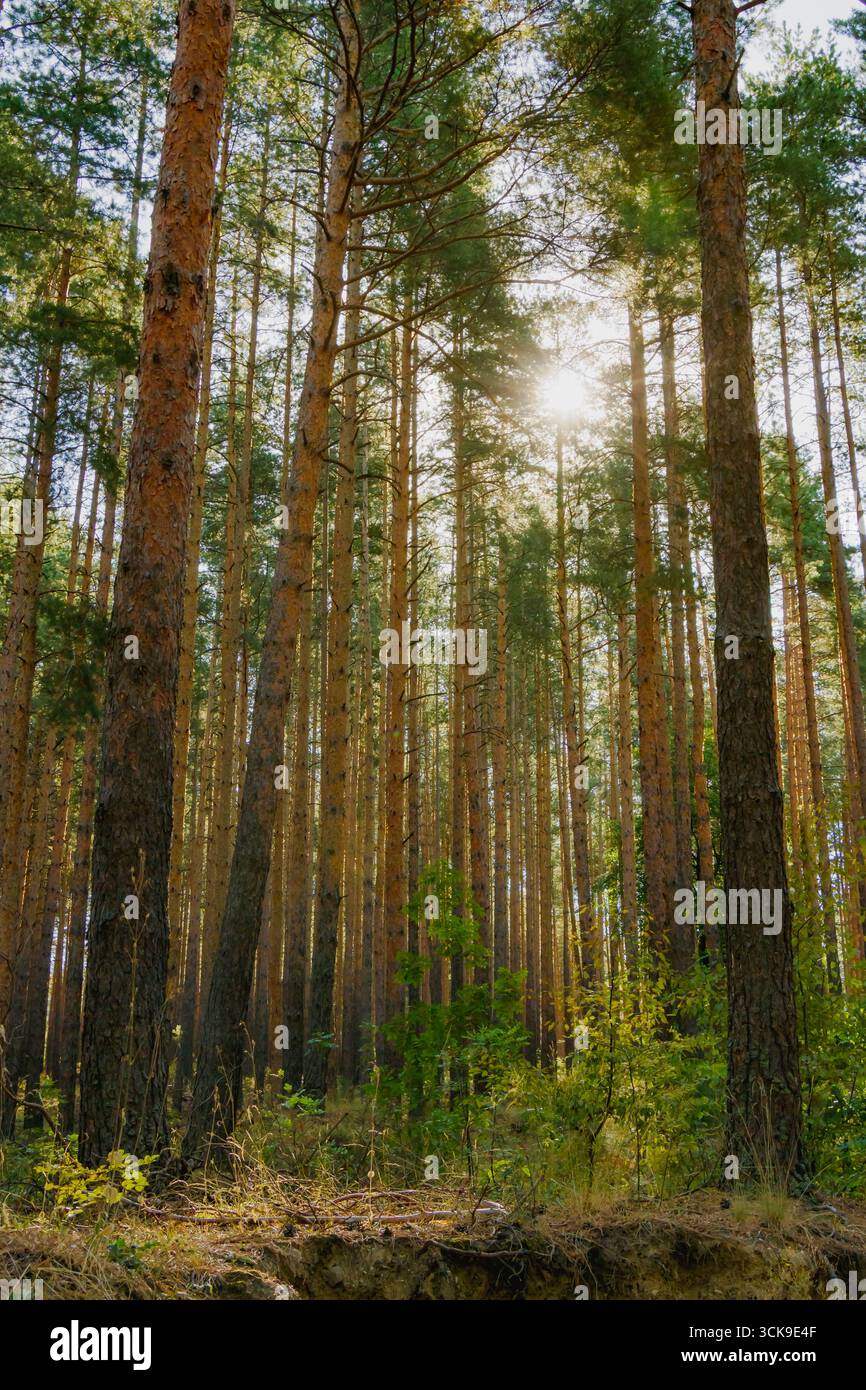 Sunlight shining through dense pine hi-res stock photography and images ...