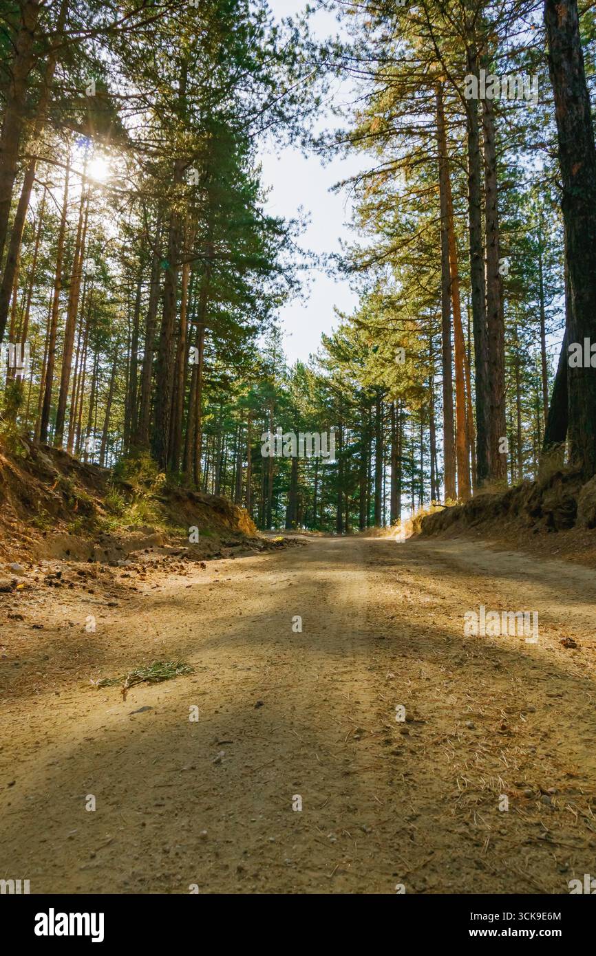Sunlight filtering through dense pine hi-res stock photography and ...