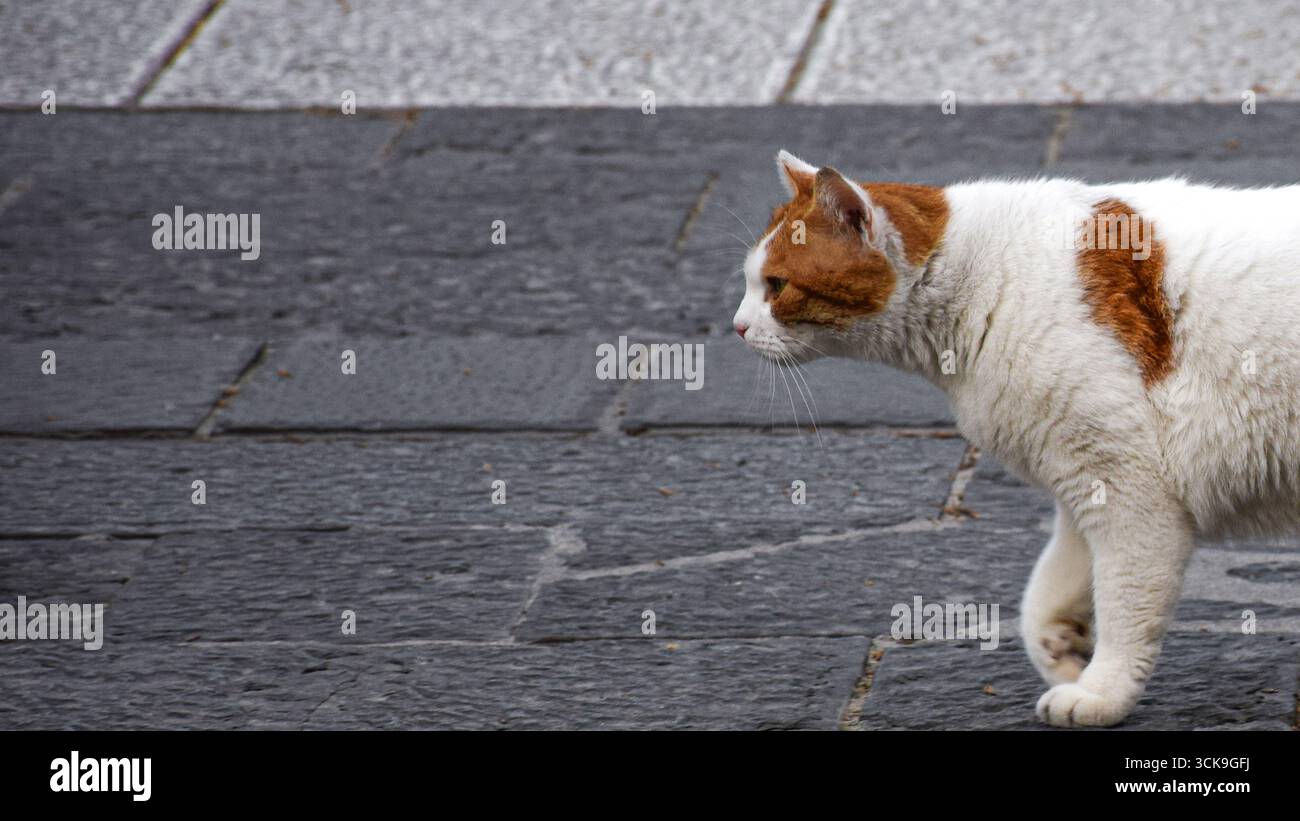 A side view of a white and orange cat walking along a stone pavement ...