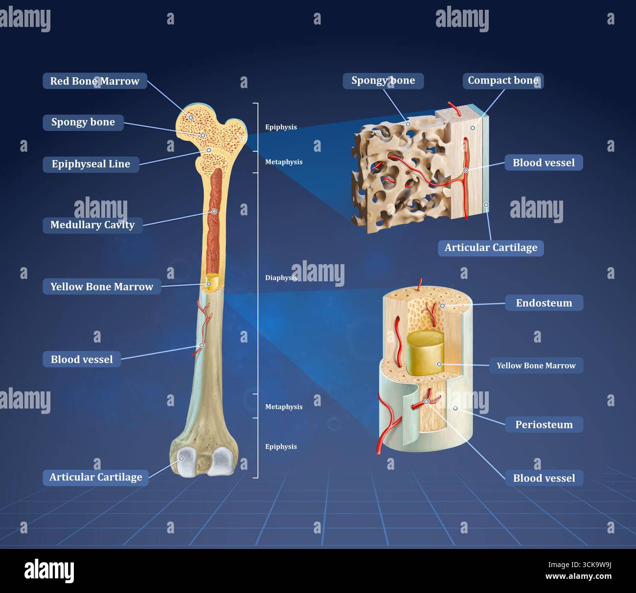 Human femur bone hi-res stock photography and images - Alamy
